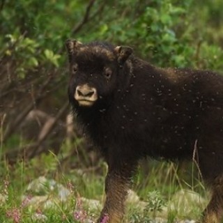 Baby Musk Oxen: They Reek Of Adorable - Baby Animal Zoo