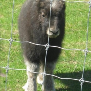 Baby Musk Oxen: They Reek Of Adorable - Baby Animal Zoo