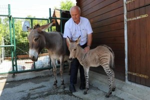 A Baby Zonkey Has Been Born! | Baby Animal Zoo