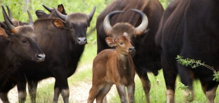 Gaur - Baby Animal Zoo
