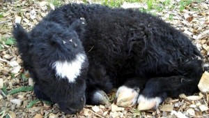 Baby Yaks Have Our Backs! - Baby Animal Zoo