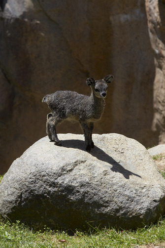 Klipspringers: “Rock Jumpers” Will Jump Into Your Heart - Baby Animal Zoo